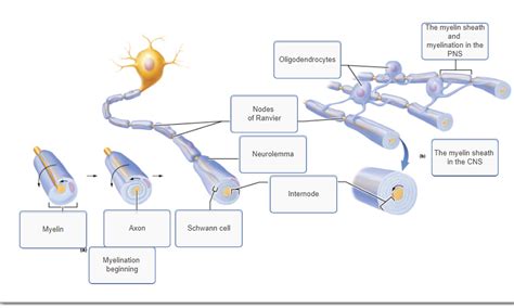 Myelinated Neuron Create A Labelled Diagram By