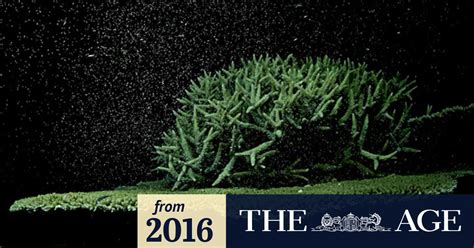 Video Sex On The Reef