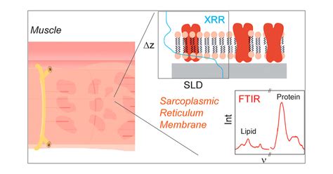 Structural And Spectroscopic Characterization Of Supported Sarcoplasmic Reticulum Membranes On
