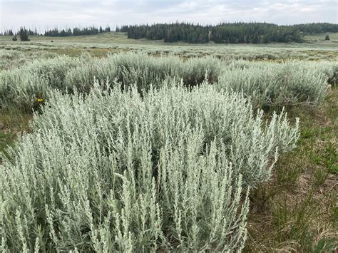 Silver Sagebrush Artemisia Cana Great Basin Seeds