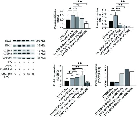 Usp10 Mediated Autophagy Through Jnk1 Hepg2 Cells Overexpressing Usp10