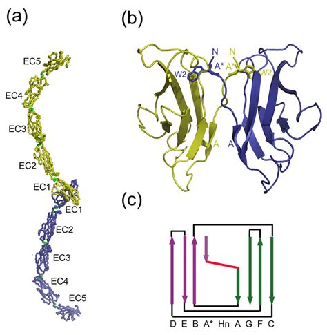 Cadherin Domain Topology And Architecture A X Ray Crystal Structure