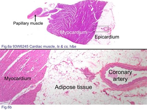 Endothelium Histology Heart Introduction To The Heart Histology