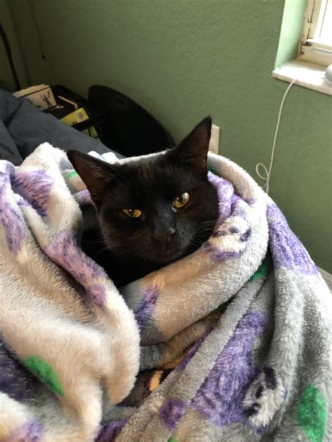 Bianca Was Too Comfy To Argue About Being Burritod R Tuckedinkitties