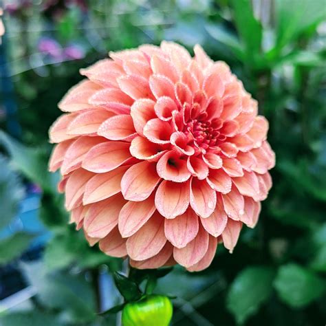 Rose Toscano Good Life Dahlias