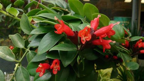 20 Popular Lipstick Plant Varieties For Indoor Gardening Plants Craze