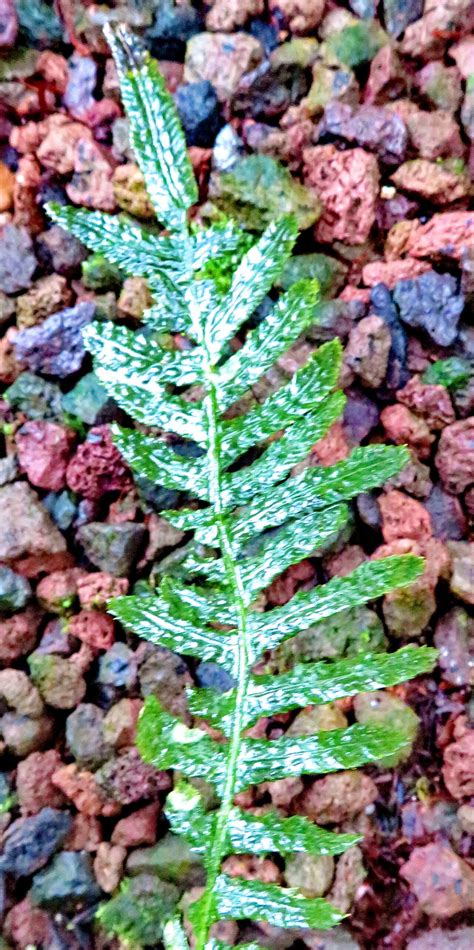 Blechnum Doodianum Christenh World Flora Pl Ntnet Identify