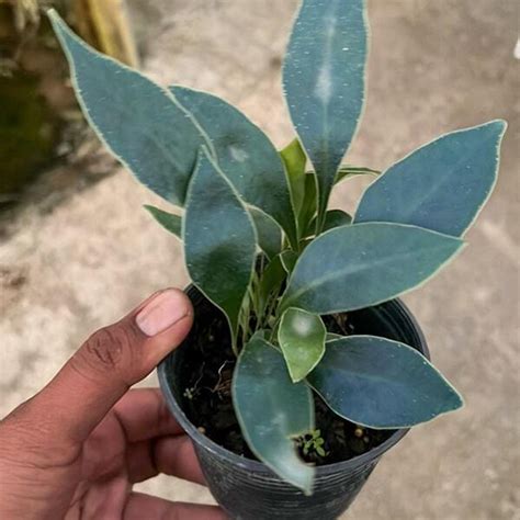 Папоротник Microsorum Siamensis купить за 1 600 ₽ Adeniumland