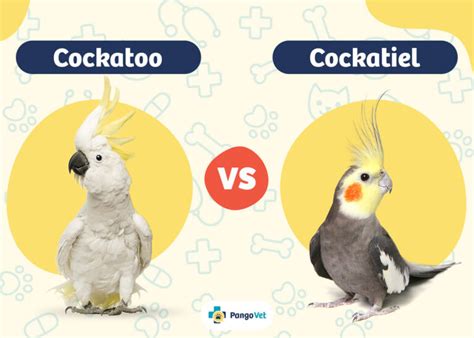 Cockatoo Vs Cockatiel The Differences Explained With Pictures The