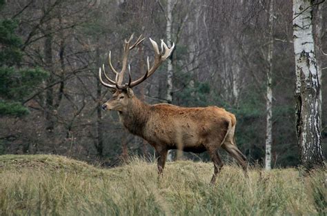 Jeleň Lesný Kráľ Lesa