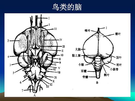 Ppt 20 鸟纲（ Aves ） Powerpoint Presentation Free Download Id 6123663