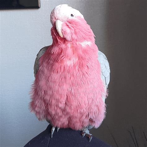 I Know I Bit Youill Friggen Do It Again Ruby Bird As Proud Of