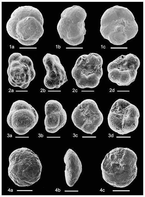 Jm Triassic And Jurassic Possible Planktonic Foraminifera And The