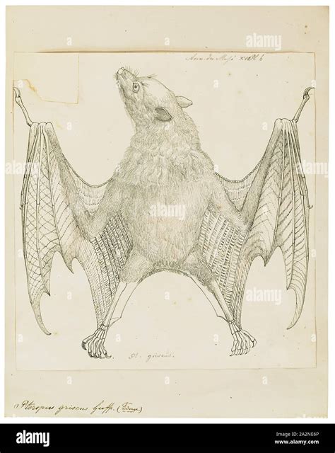 Cites Species Cut Out Stock Images And Pictures Alamy