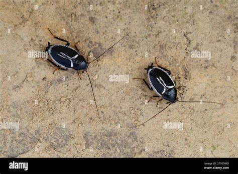 Phyllodromica Cockroach Phyllodromica Marginata Top View Croatia