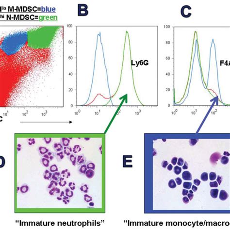 Phenotypes Of Mouse Mdscs Analysis Of Splenocytes From Mice Bearing Download Scientific