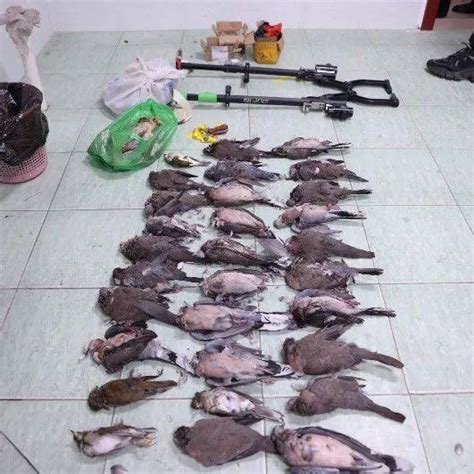 用弹弓枪在崇明非法打鸟，三人被刑拘！陆某裴某鸟类