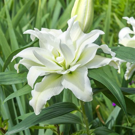 Lilium Lotus Pure 2 Bulbs Preciousplantsuk