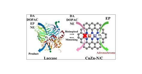 Bioinspired Cuzn Nc Single Atom Nanozyme With High Substrate