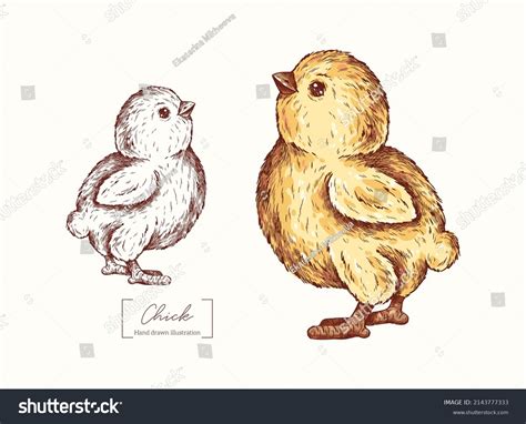 Cute Chick Vector Graphic Illustration Isolated Stock Vector Royalty