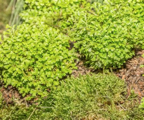 Non Flowering Plants Mosses Moss Fruiting Bodies 2 Mosses