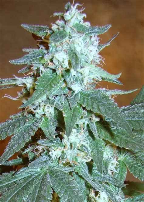 Og Kush Cannabis Strain Information Growdiaries