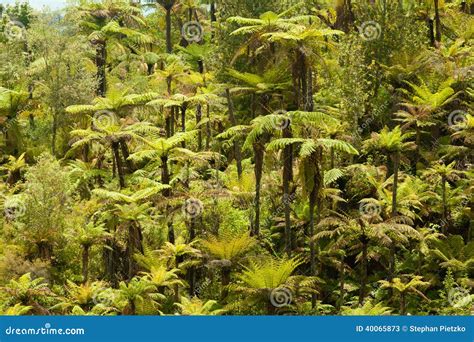 Tree Fern Forest