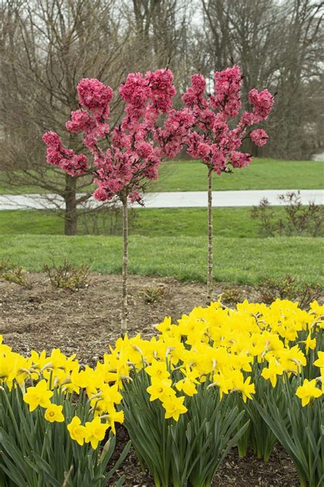 Ruby Ruffle® Patio Peach Star® Roses And Plants