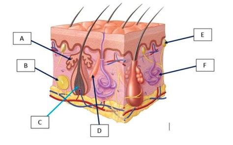 Lab Prac 2 Flashcards Quizlet Lab Prac 2 Flashcards Quizlet