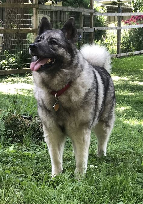 Norwegian Elkhound Wikipedia