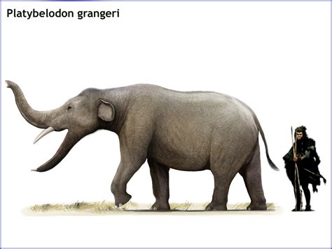 Mammoth Horse Mammoth Species Deinotherium Giganteum