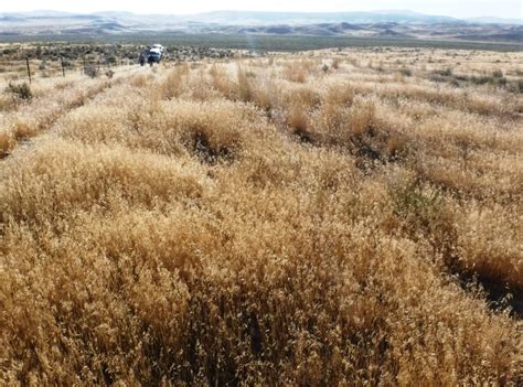 Cheatgrass Challenge Defends Native Core Habitat In Idaho Idaho Rangeland Resource Commission