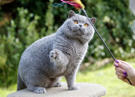 British Blue Cat Jk Cats British Shorthair Cat Breeder In The Uk