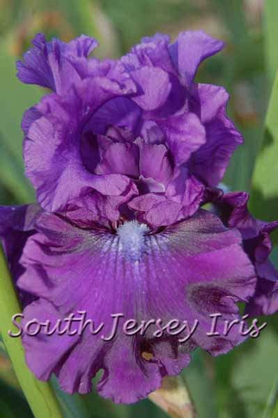 Magnificent Masterpiece South Jersey Iris