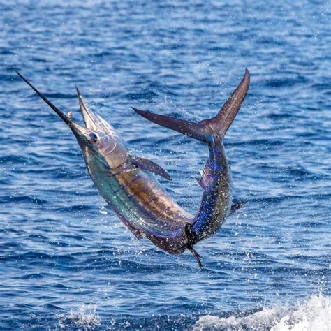 Striped Marlin The Billfish Foundation