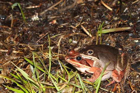 Wood Frog Amplexus At Colleen Archibald Blog