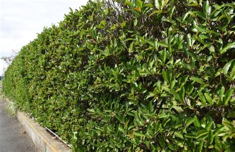 Windbreak Planting And Tree Selection