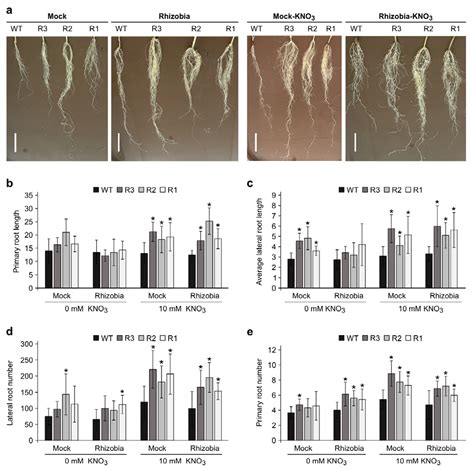 Msspl9 Modulates Nodulation Under Nitrate Sufficiency Condition In Medicago Sativa