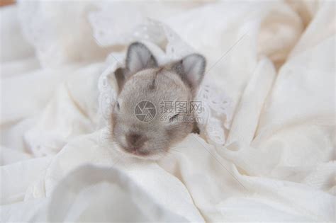 宝贝漂亮的兔子睡在毯子上可爱的新生兔子正在打盹年轻的宠物兔是一个可爱高清图片下载 正版图片505956098 摄图网