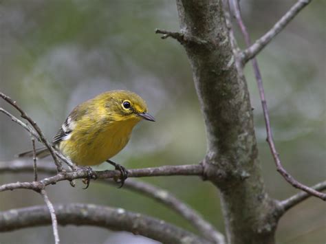 The Pursuit Of Warblers September 2017