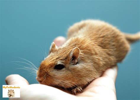 Gerbil Love Language Why Does My Gerbil Lick Me