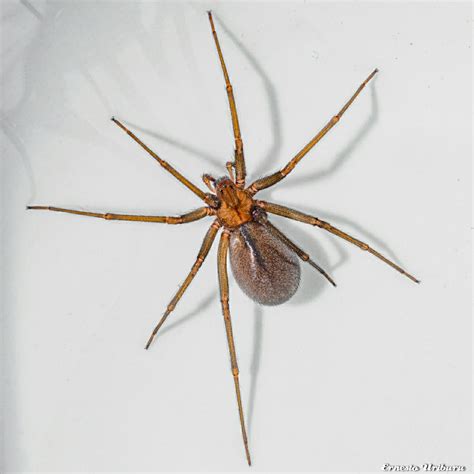 Araña De Rincón Loxosceles Laeta Ecoregistros