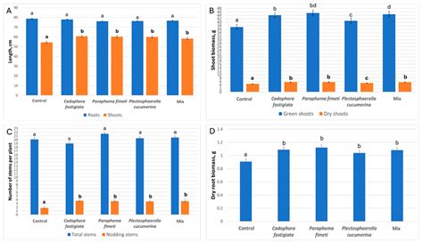 Growth Promoting Effects Of Grass Root Derived Fungi Cadophora