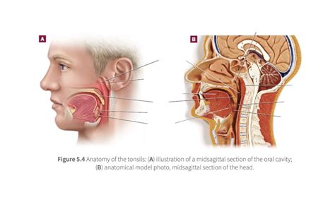 Anatomy Of The Tonsils Diagram Quizlet