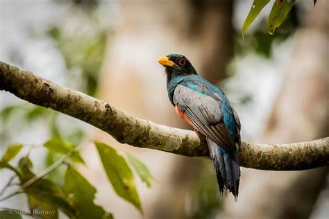 The Last Call Of A Species Kauaʻi ʻōʻō Bird Recorded In 1987 Renvironmentalscience
