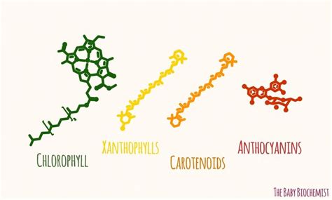 Fall Leaf Chromatography Brave The Elements Autumn Leaves Science
