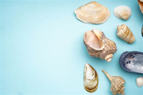 파란 배경에 많은 아름다운 바다 조개 텍스트를 위한 공간 평면도 가리비에 대한 스톡 사진 및 기타 이미지 가리비 개념 관광 Istock