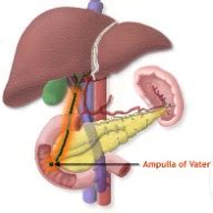 Hepatafood Quantafoods Association
