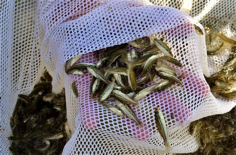 Fwc Celebrates 12 Years Of Out Of Season Largemouth Bass Spawning