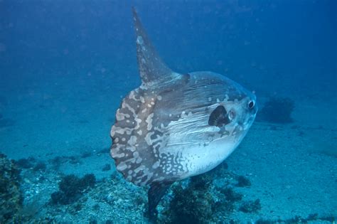 Mola Mola